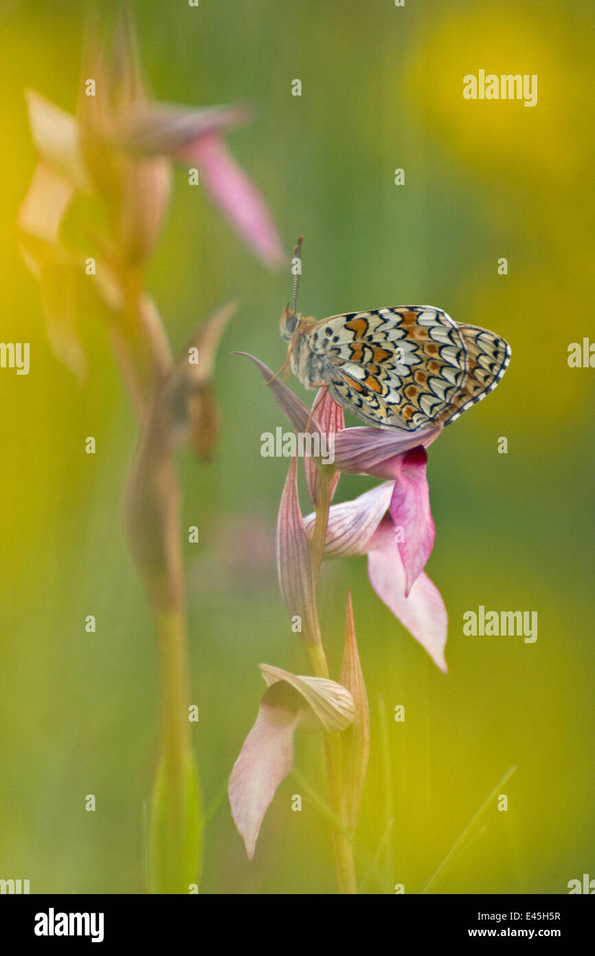 Butterflies of southern italy hi-res stock photography and images - Alamy