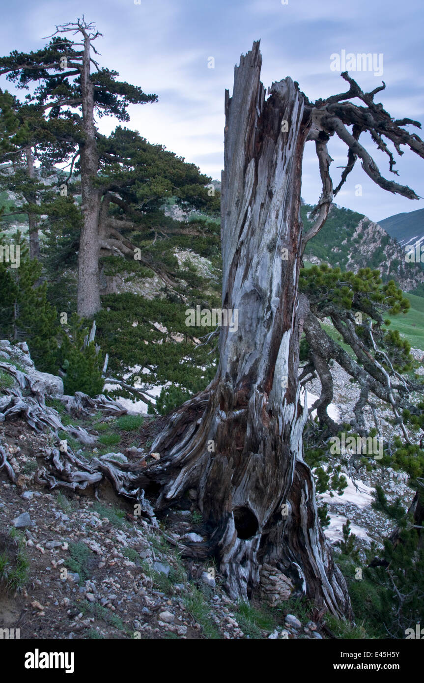 Pinus leucodermis pollino hi-res stock photography and images - Alamy
