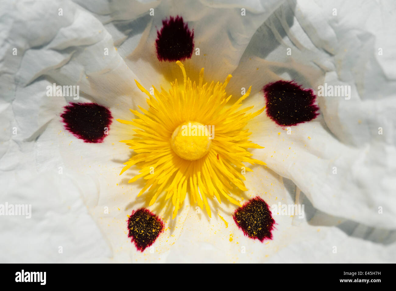 Cistus sp hi-res stock photography and images - Alamy