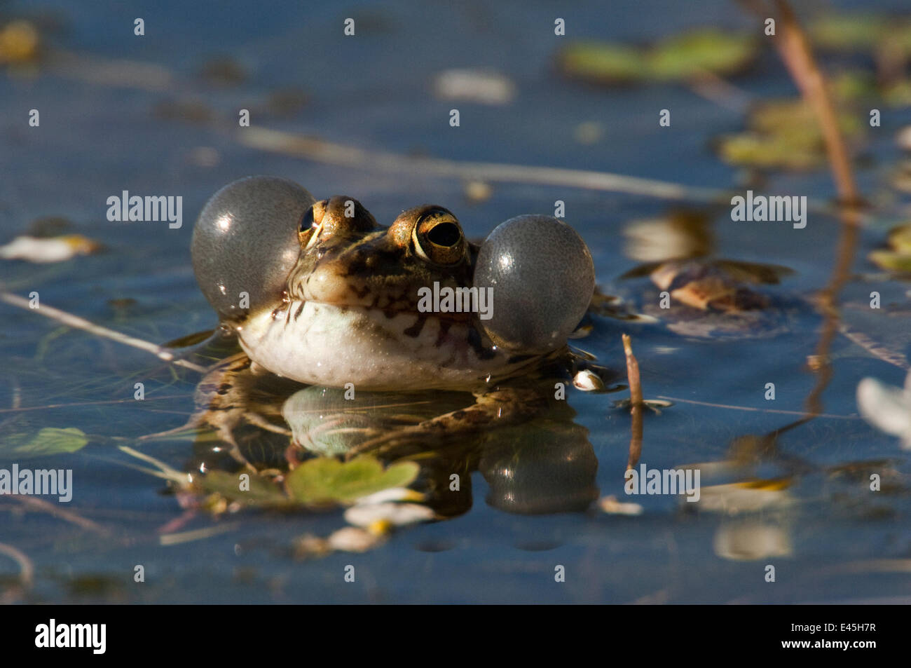 Marsh frog (Rana ridibunda) calling, Sierra de Andújar Natural Park ...