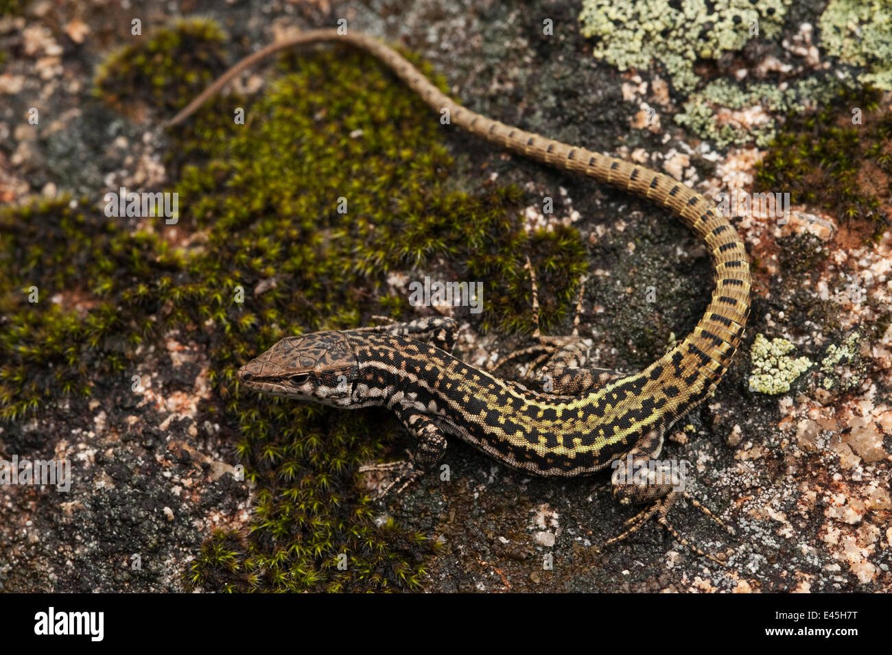 Iberian Wall Lizard (Podarcis hispanica) on rock, Sierra de Andújar ...