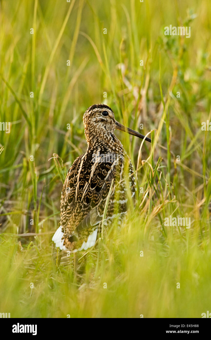 Lassi rautiainen hi-res stock photography and images - Alamy
