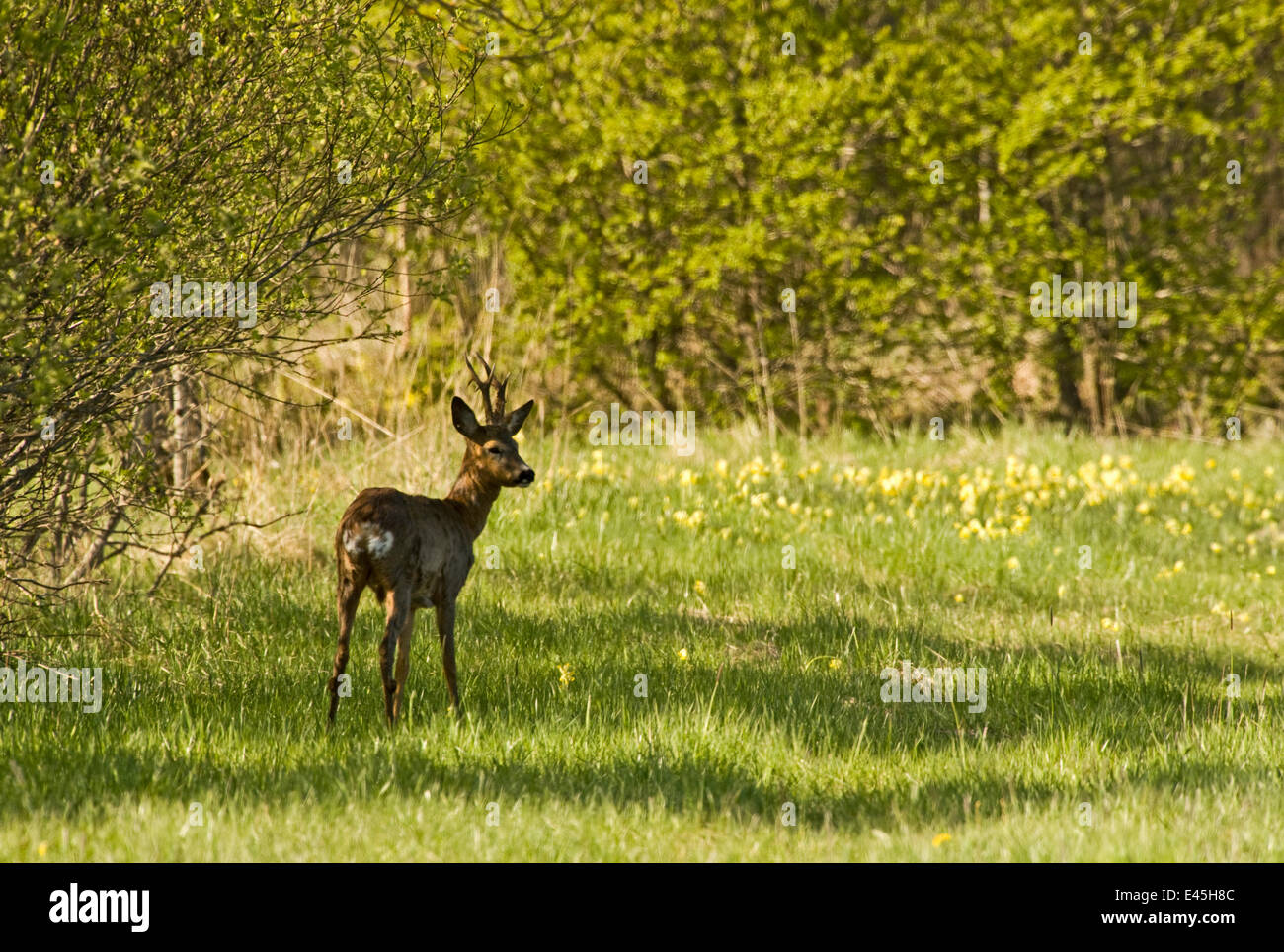 Roe deer (Capreolus capreolus) Matsalu National Park, Estonia, May 2009 ...