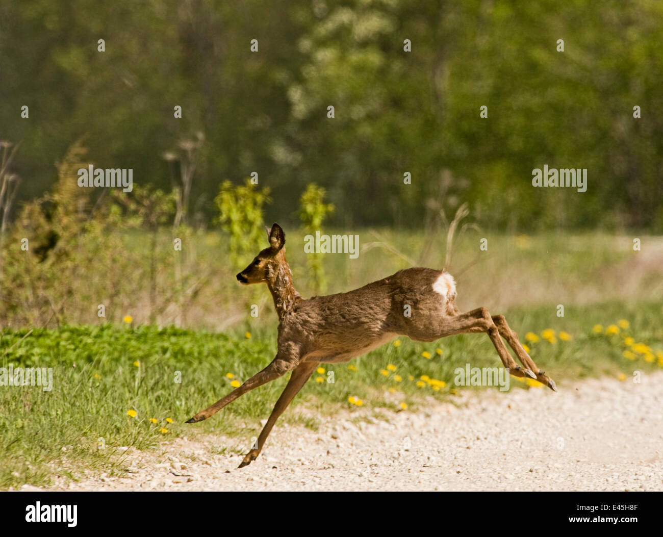 Roe deer (Capreolus capreolus) leaping, Matsalu National Park, Estonia ...