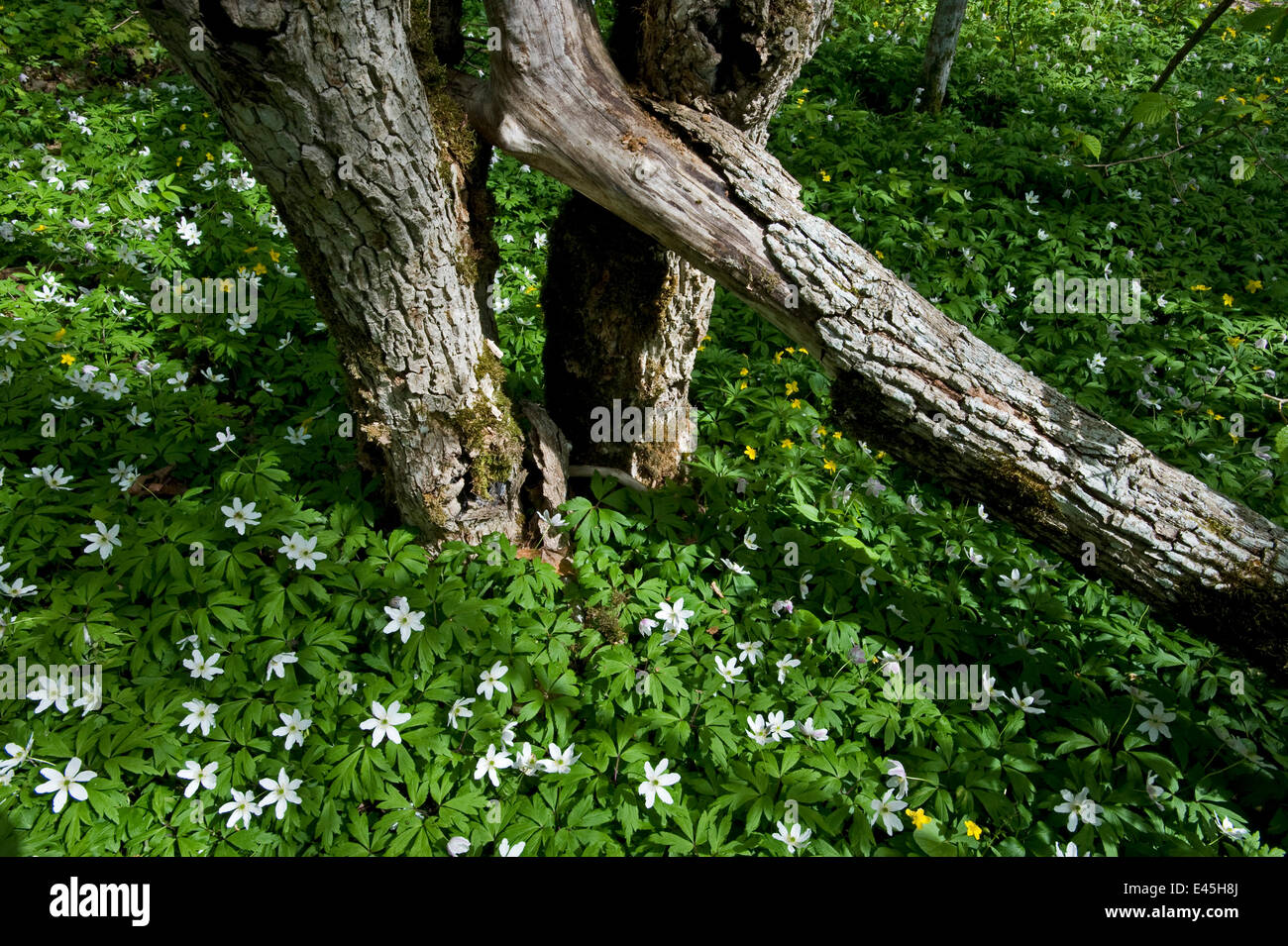 Wood anemones (Anemone nemorosa) flowering around partially fallen tree ...