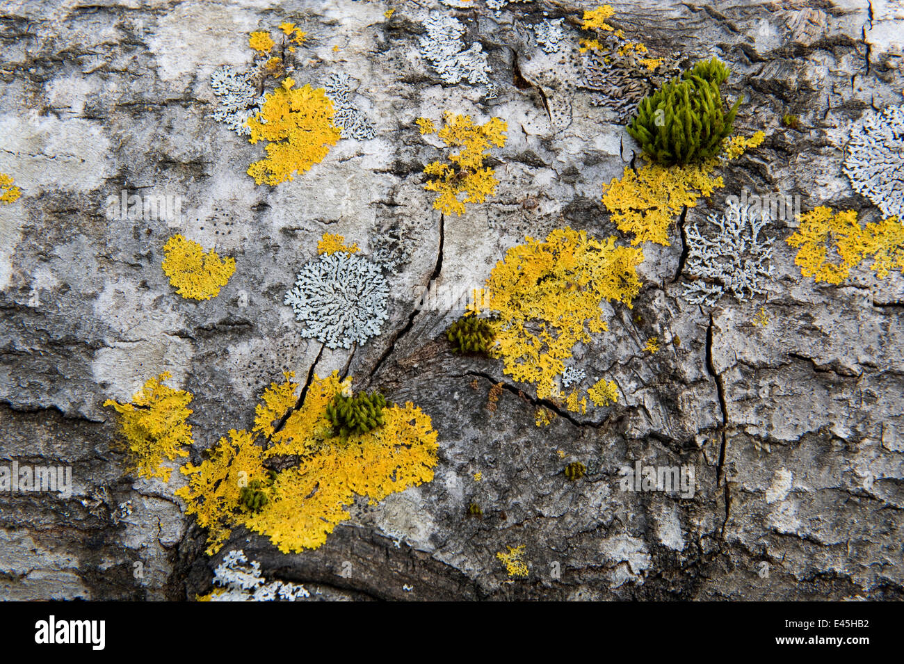 Lichen growing on a tree trunk, Bergslagen, Sweden, April 2009 Stock ...