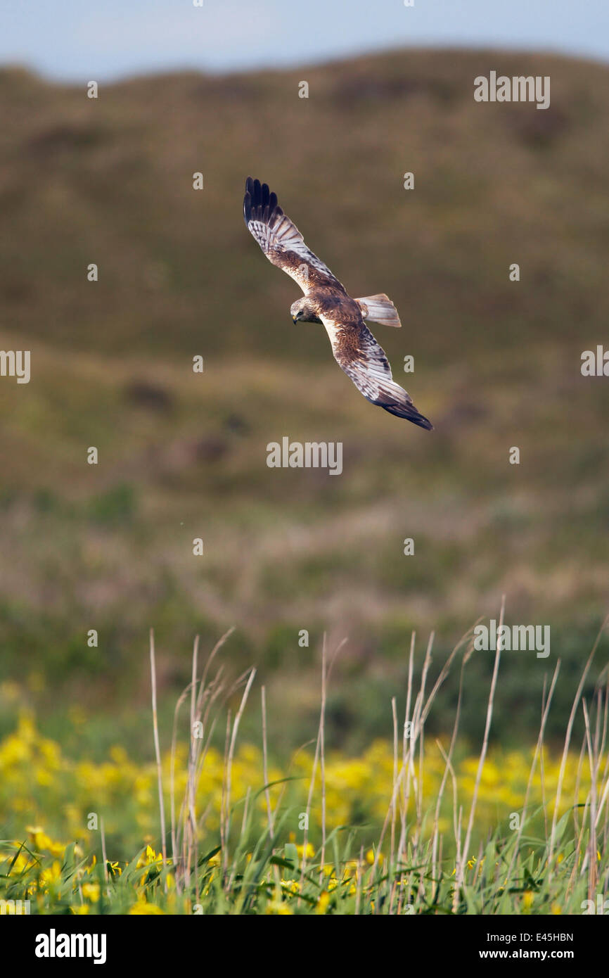 Marsh harrier (Circus aeruginosus) in flight, Texel, Netherlands, May ...