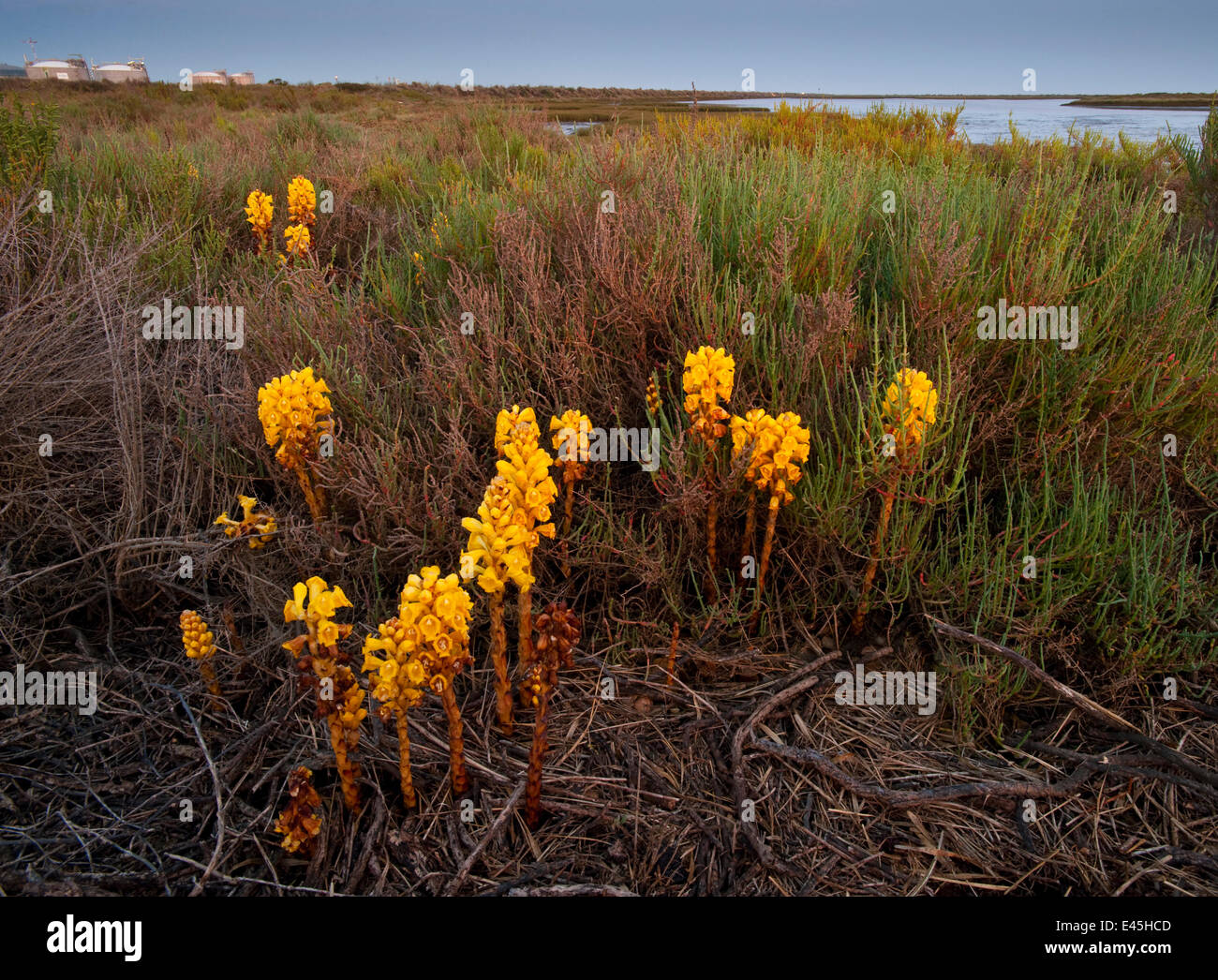 Cistanche phelypaea yellow broomrape hi-res stock photography and ...