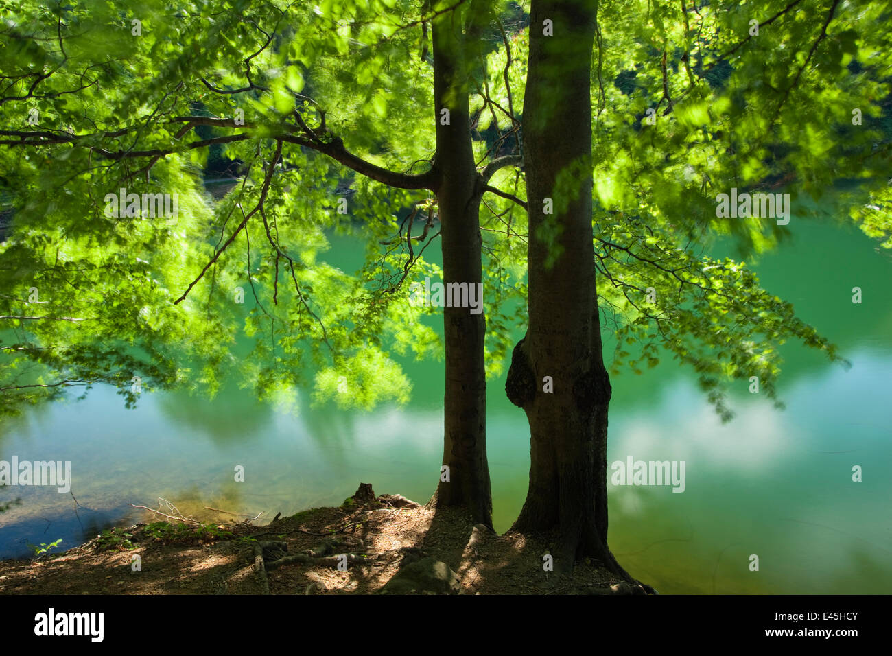 European beech tree (Fagus sylvatica) by lake with wind blowing leaves ...