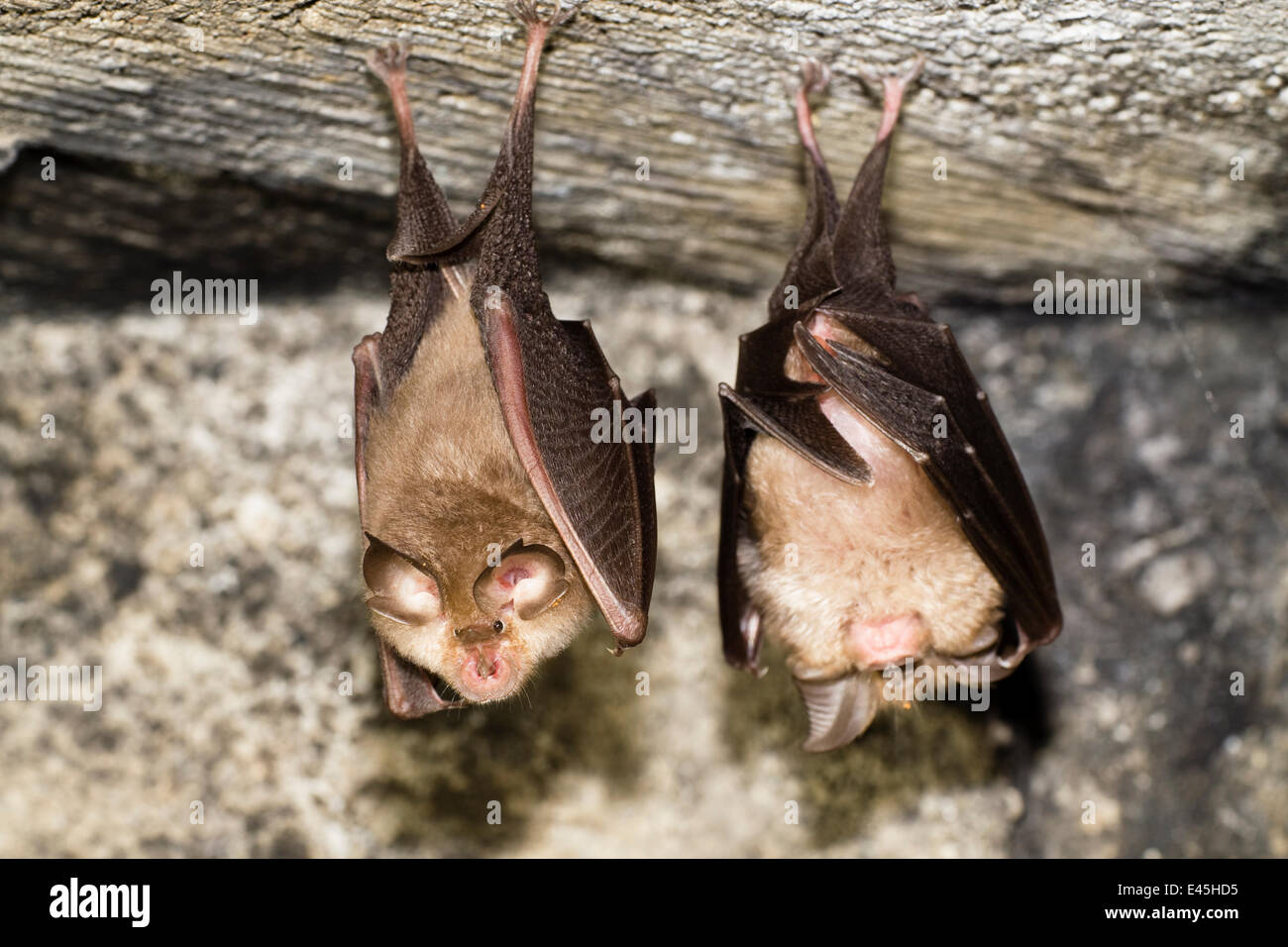 Two Lesser horseshoe bats (Rhinolophus hipposideros) roosting, Eastern ...