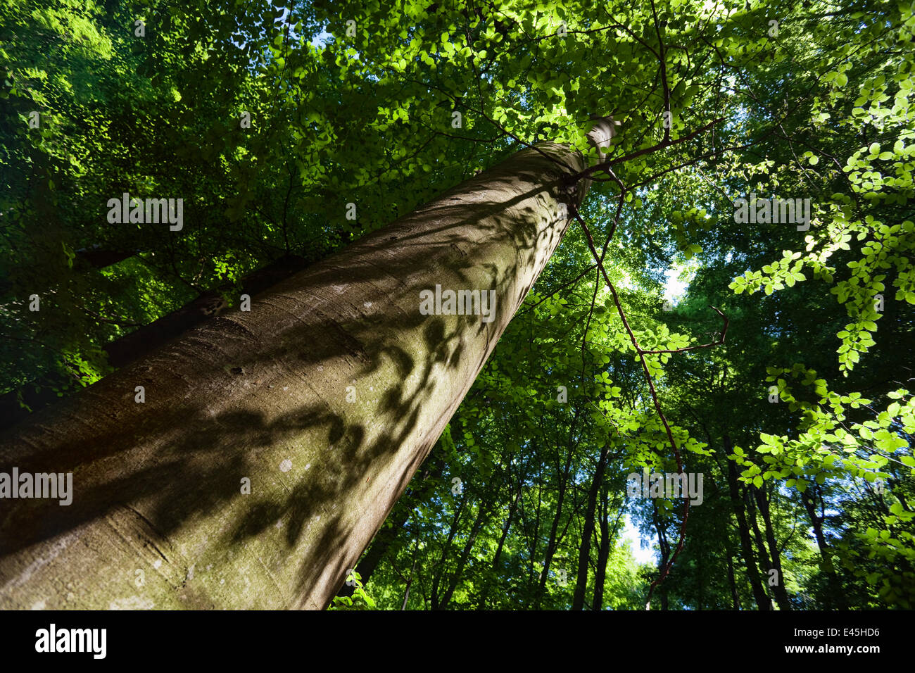 Looking up trunk of European beech tree (Fagus sylvatica) Rozok ...