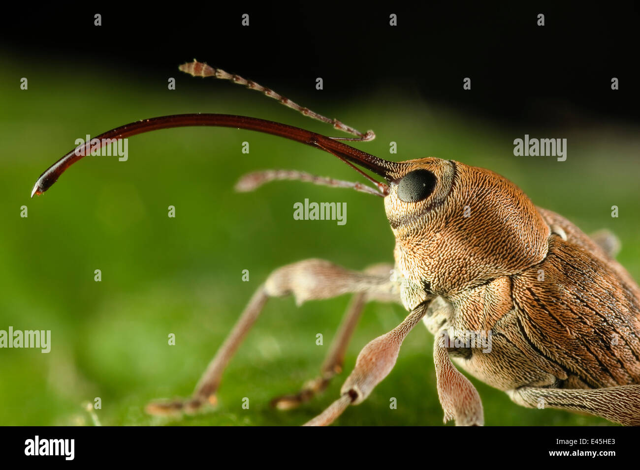 Curculio nucum hi-res stock photography and images - Alamy
