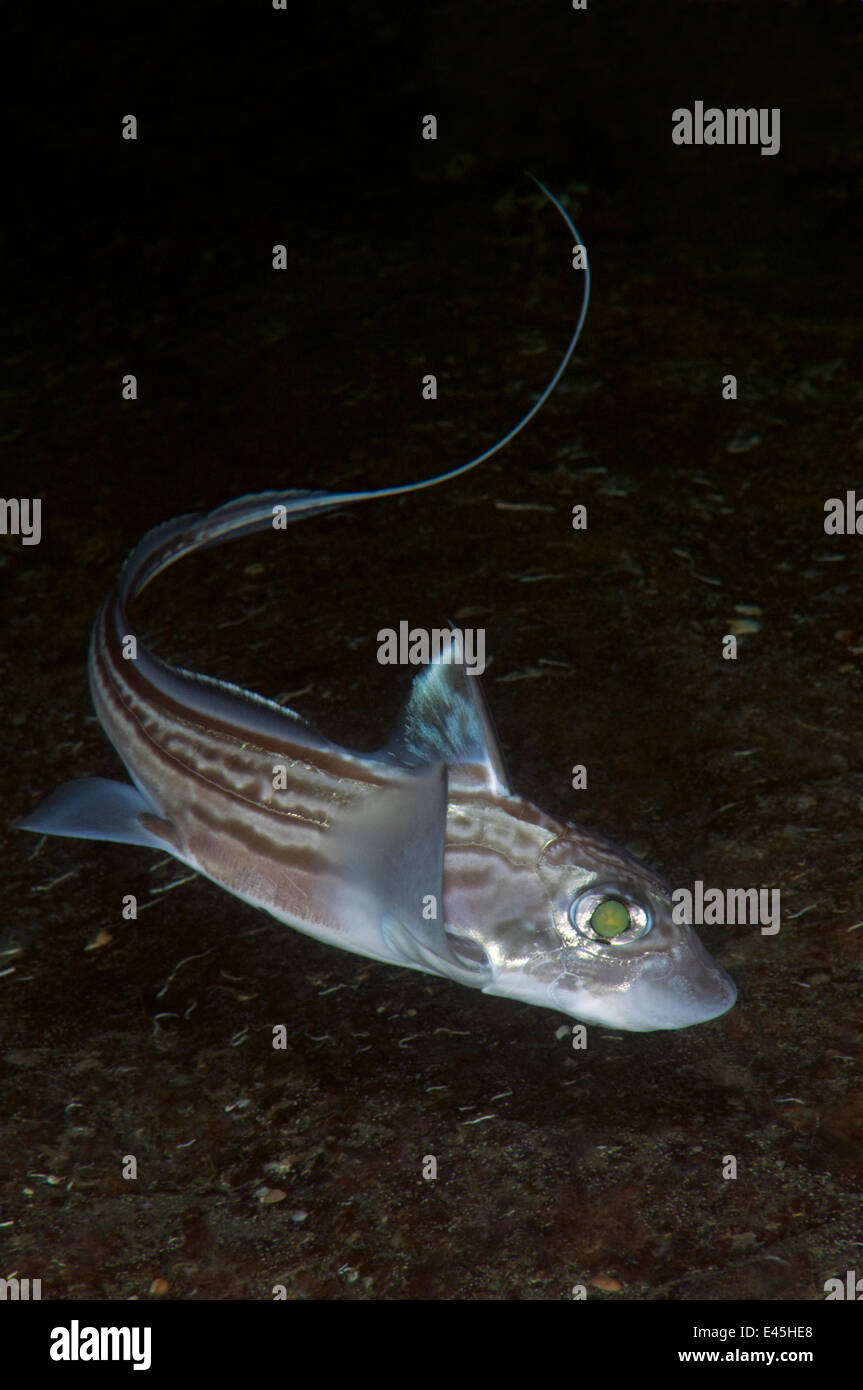 Ghost shark chimaera hi-res stock photography and images - Alamy