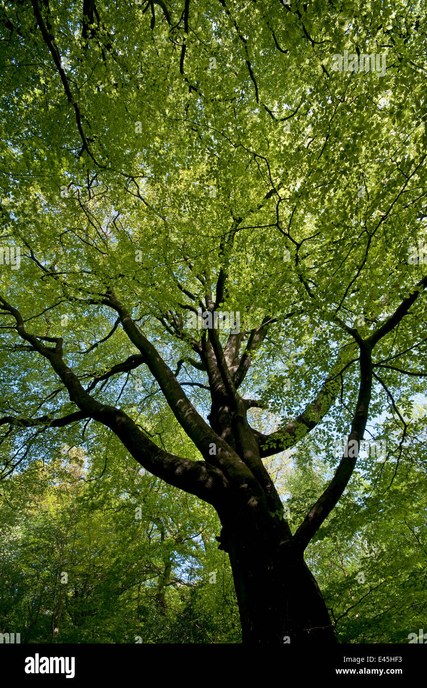Looking up into canopy of European Beech tree {Fagus sylvatica} in ...