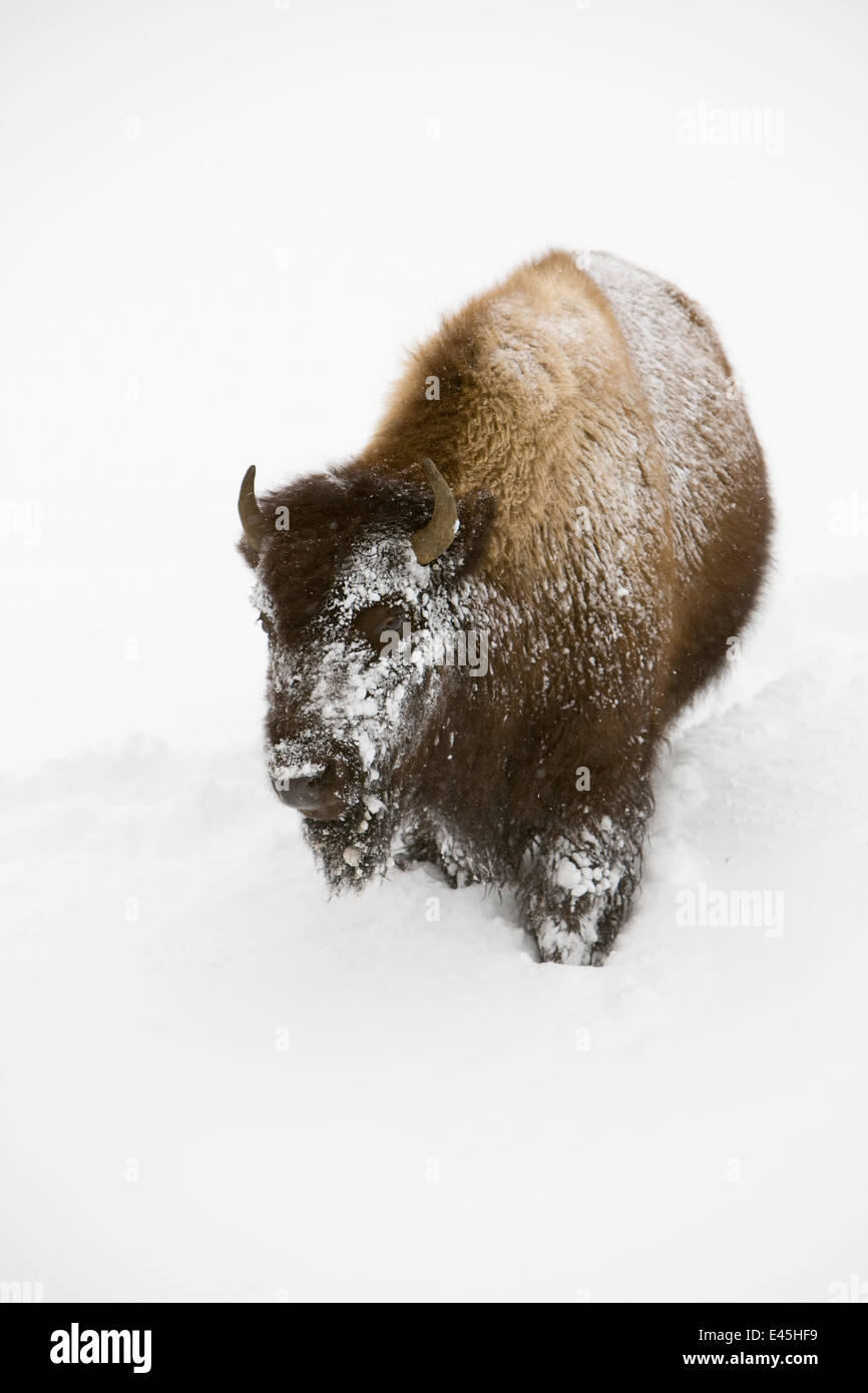 Bison (Bison bison) in deep snow in the Upper Geyser Basin, Yellowstone ...
