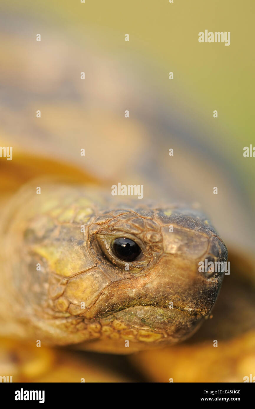 Greek land tortoise (Testudo graeca ibera) head portrait, Lake Kerkini ...