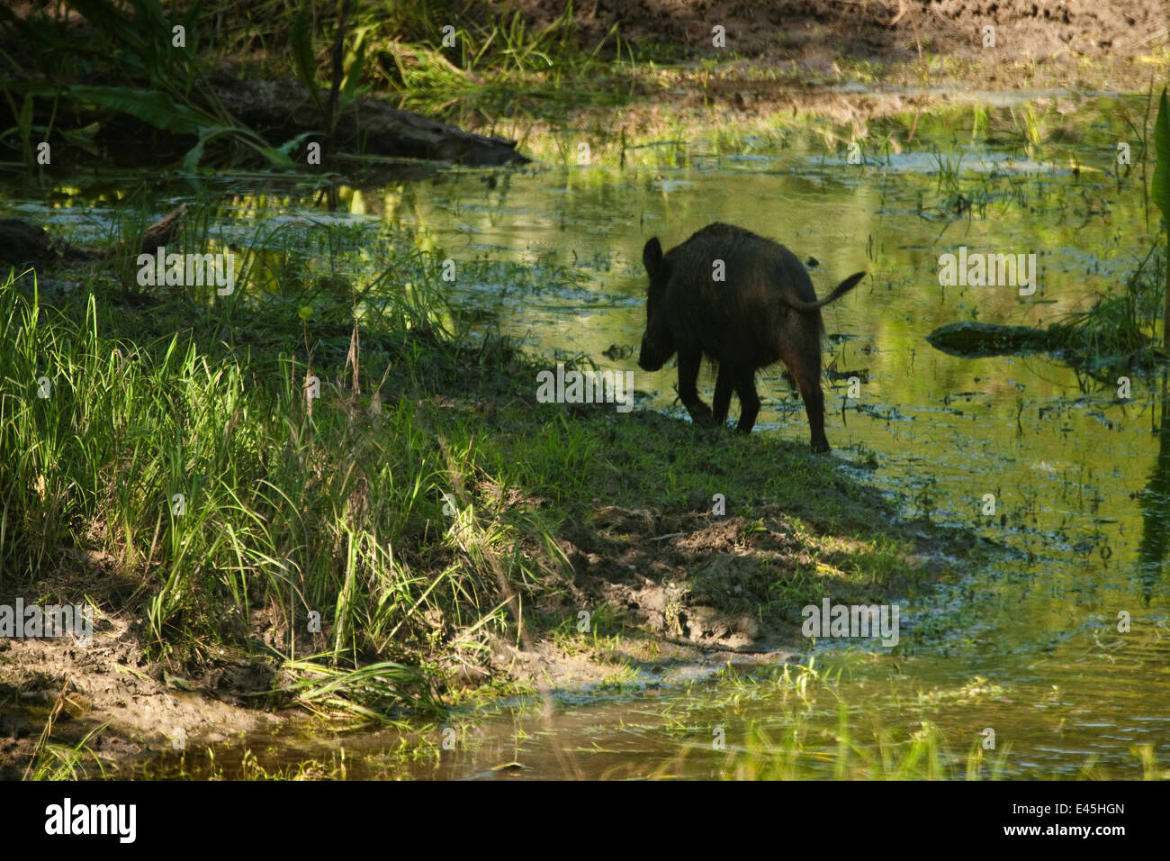 Boar outline hi-res stock photography and images - Alamy