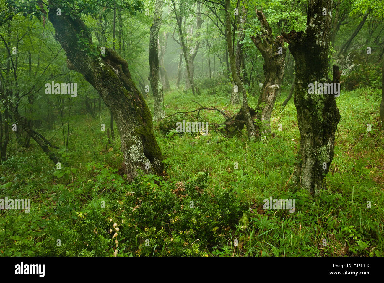 Tilia sp hi-res stock photography and images - Alamy