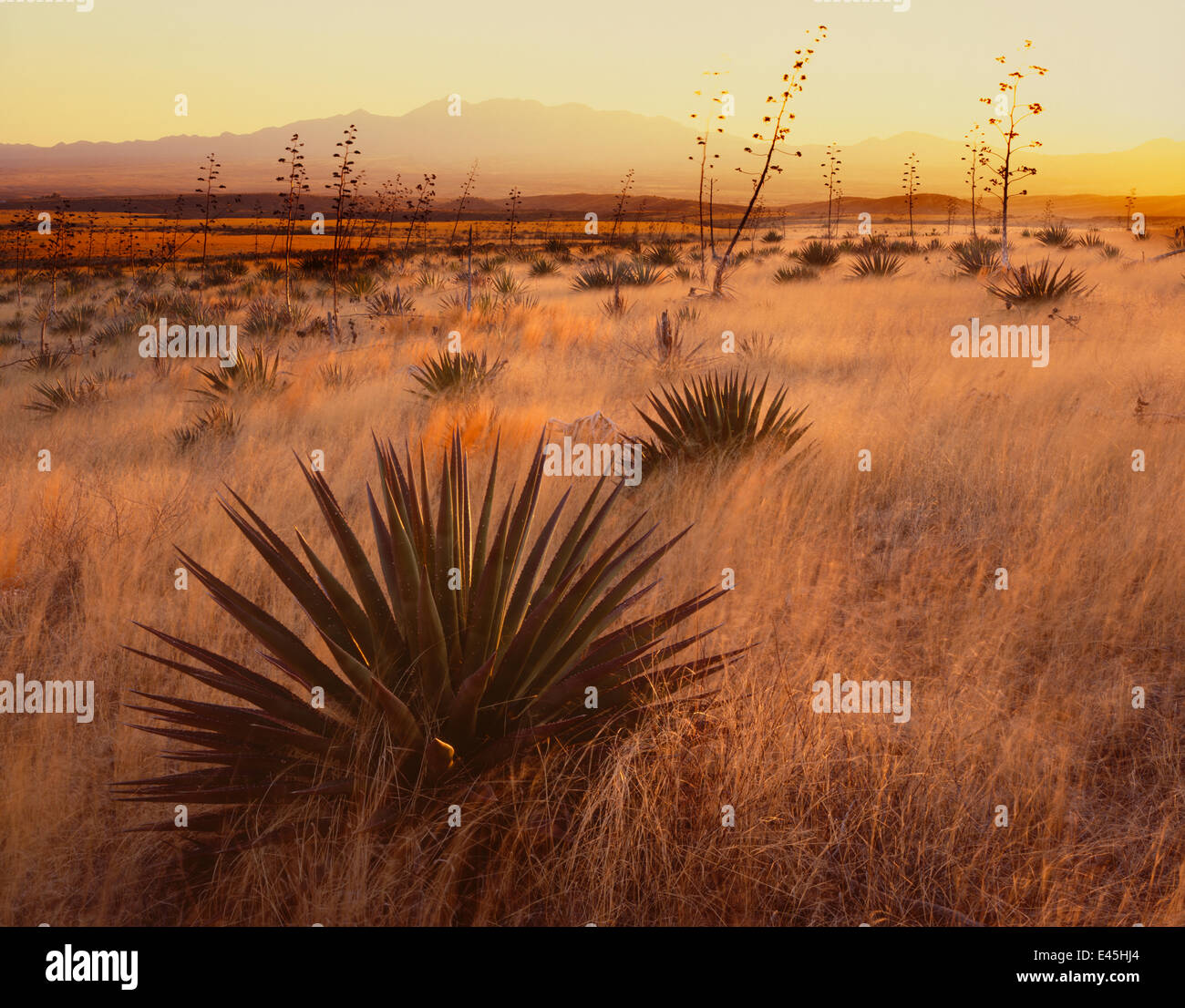 Pima country hi-res stock photography and images - Alamy