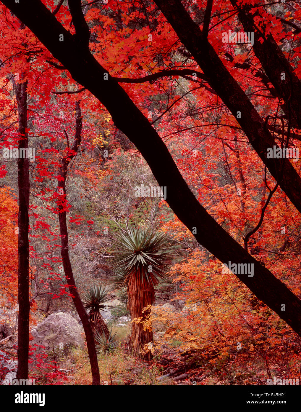 Yucca (Yucca schottii) plants growing amongst Bigtooth maple trees ...