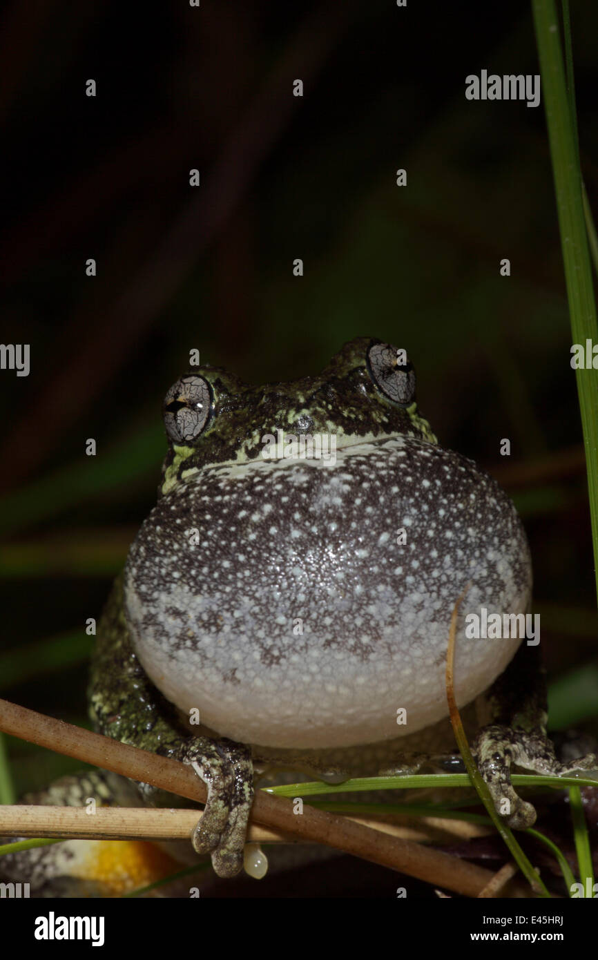 American grey frog hi-res stock photography and images - Alamy