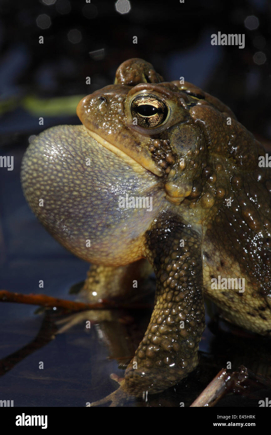 American toad calling bufo americanus hi-res stock photography and ...