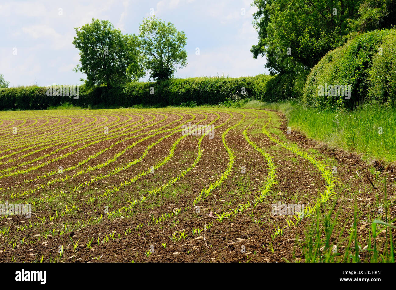Maize field wiltshire landscape hi-res stock photography and images - Alamy