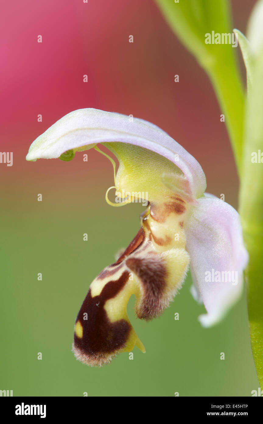 Close-up of Bee orchid (Ophrys apifera) flower, San Marino, May 2009 ...