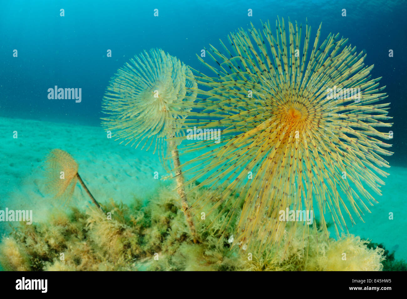 European fan worms (Sabella / Spirographis spallanzani) Malta ...