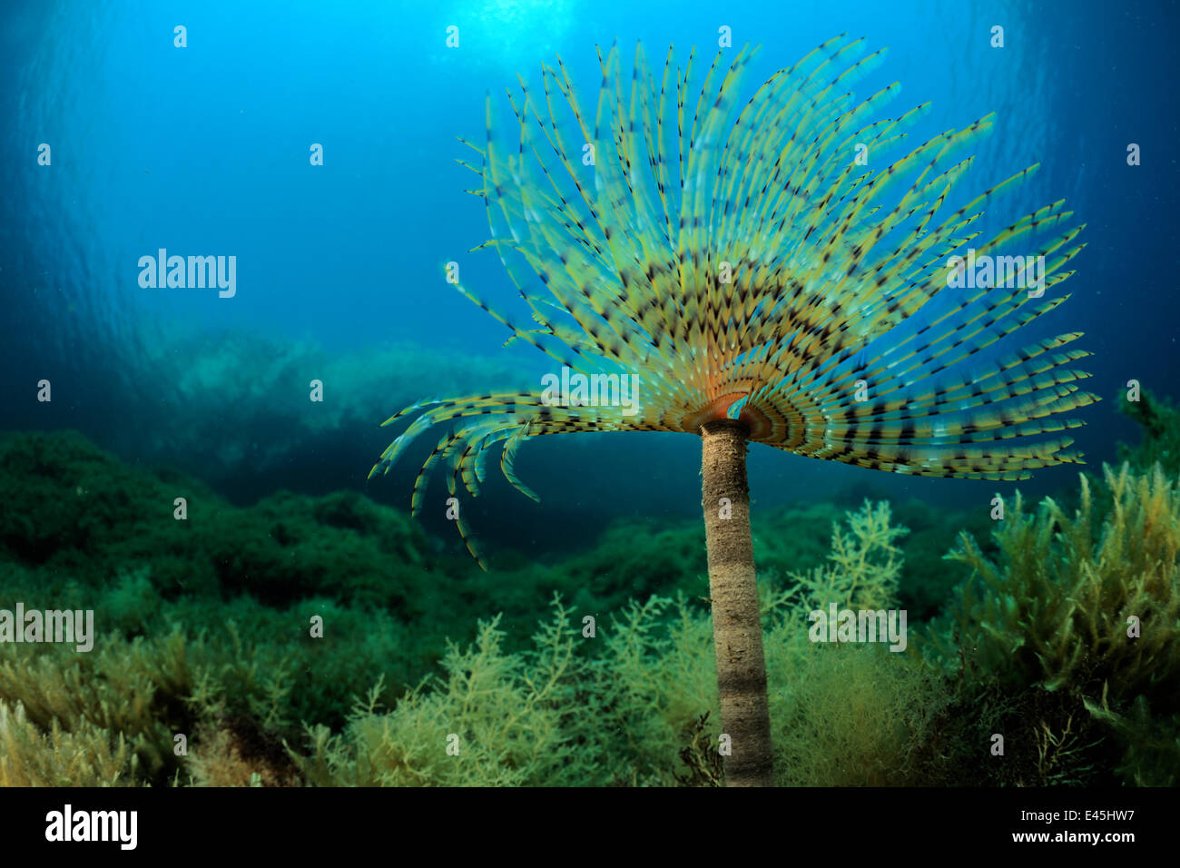 Spirographis Spallanzanii High Resolution Stock Photography and Images ...