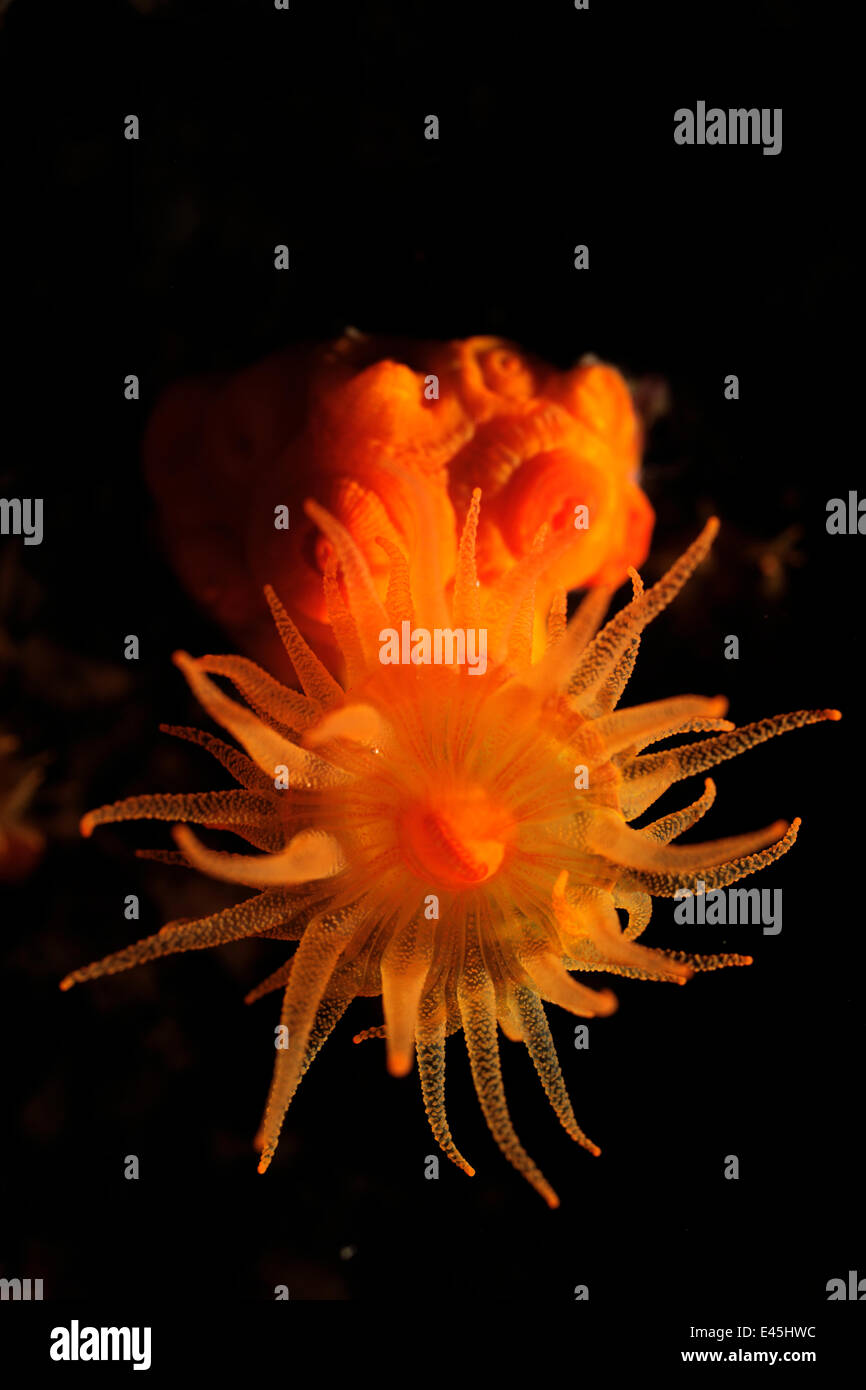 Astroides High Resolution Stock Photography and Images - Alamy