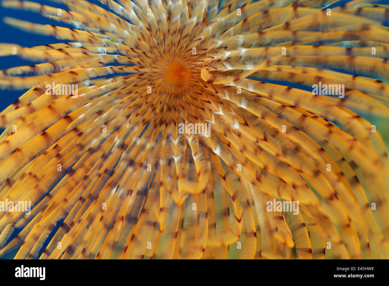 Close-up of European fan worm (Sabella / Spirographis spallanzani ...
