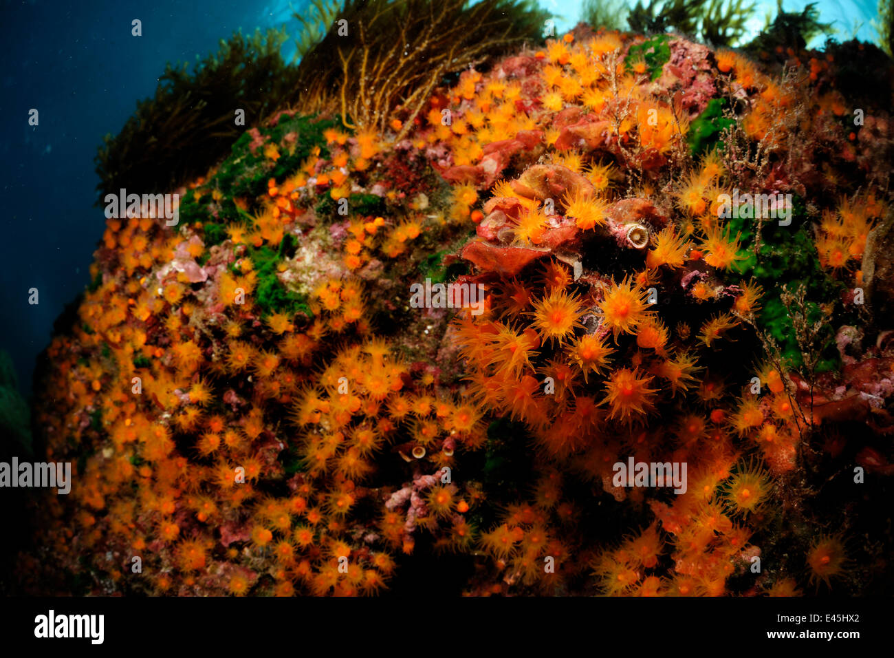 Golden cup coral (Astroides calycularis) Malta, Mediteranean, May 2009 ...