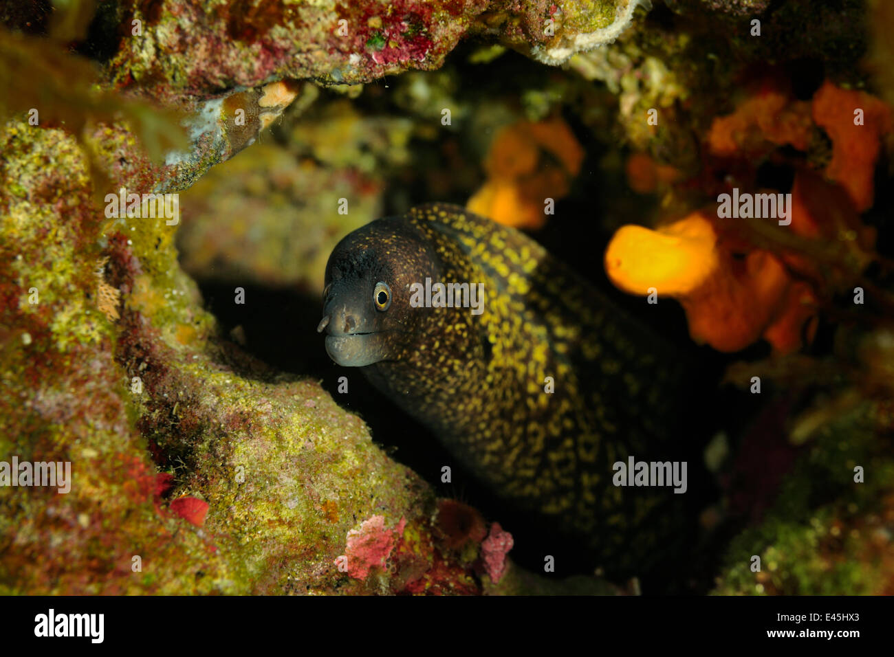 Mediterranean moray eel (Muraena helena) Malta, Mediteranean, June 2009 ...