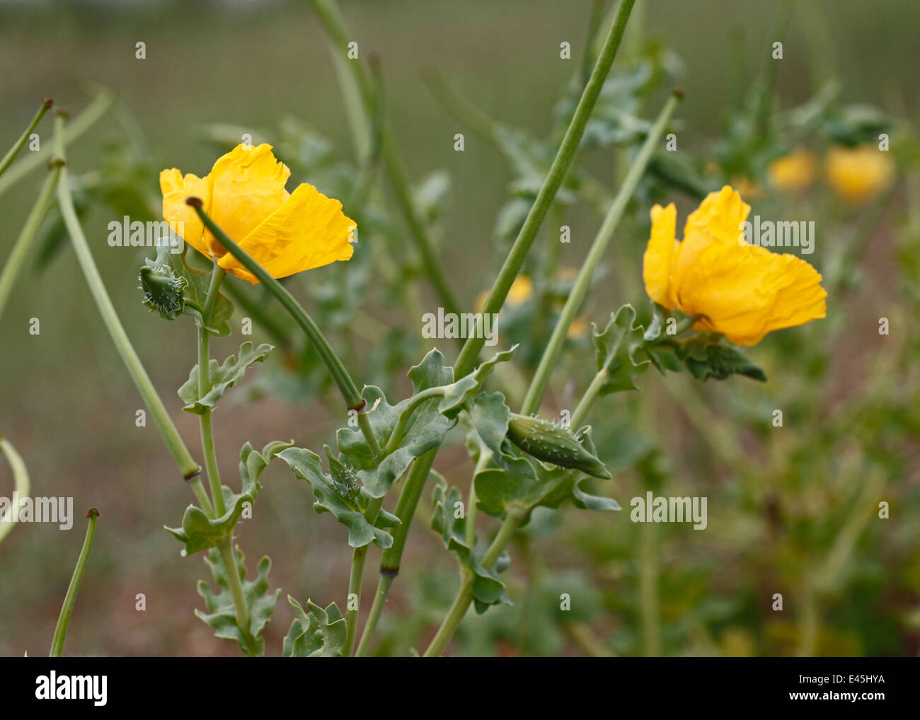 Glaucium flavum, yellow hornpoppy or yellow horned poppy Stock Photo ...