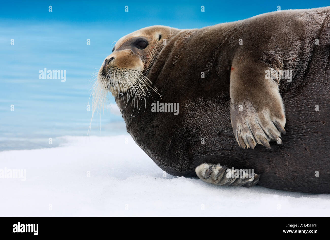 Bearded seal (Erignathus barbatus) lying on ice, Raudfjorden ...