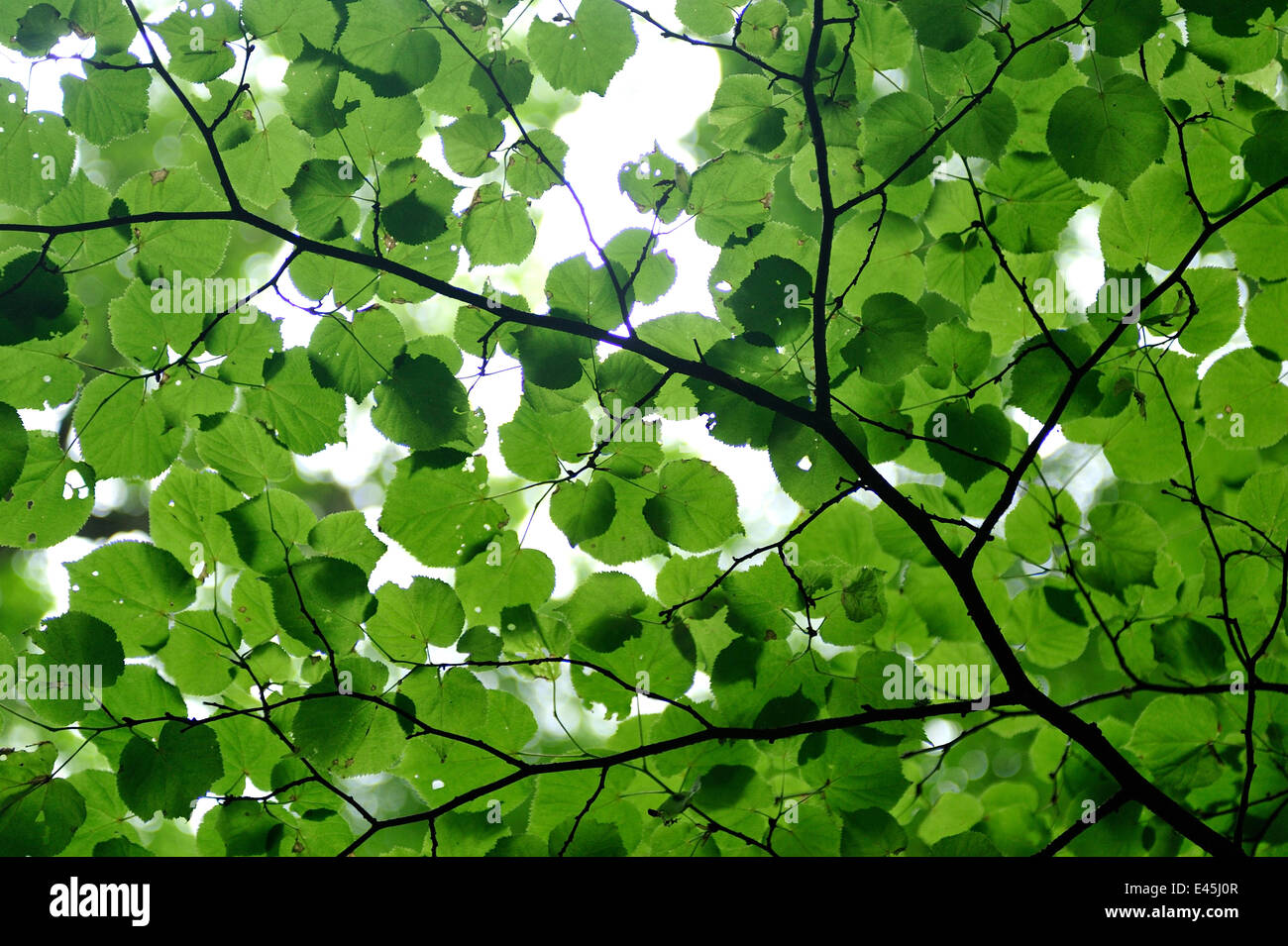 Tilia sp hi-res stock photography and images - Alamy