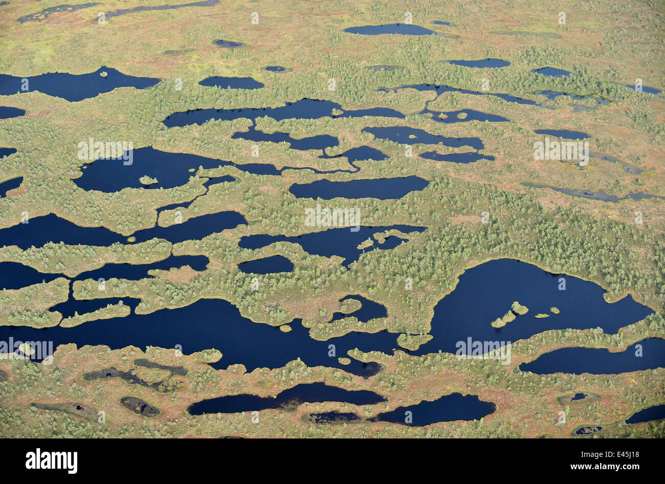 Aerial view of bog, Kemeri National Park, Latvia, June 2009 Stock Photo ...