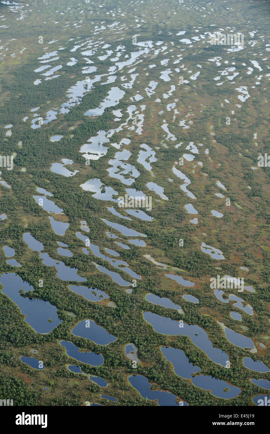 Aerial view of bog, Kemeri National Park, Latvia, June 2009 Stock Photo ...