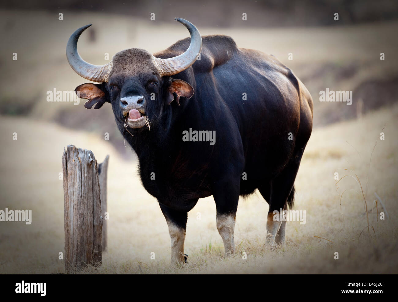 Male Wild gaur (Bos gaurus) licking nose, Satpura NP, India Stock Photo ...
