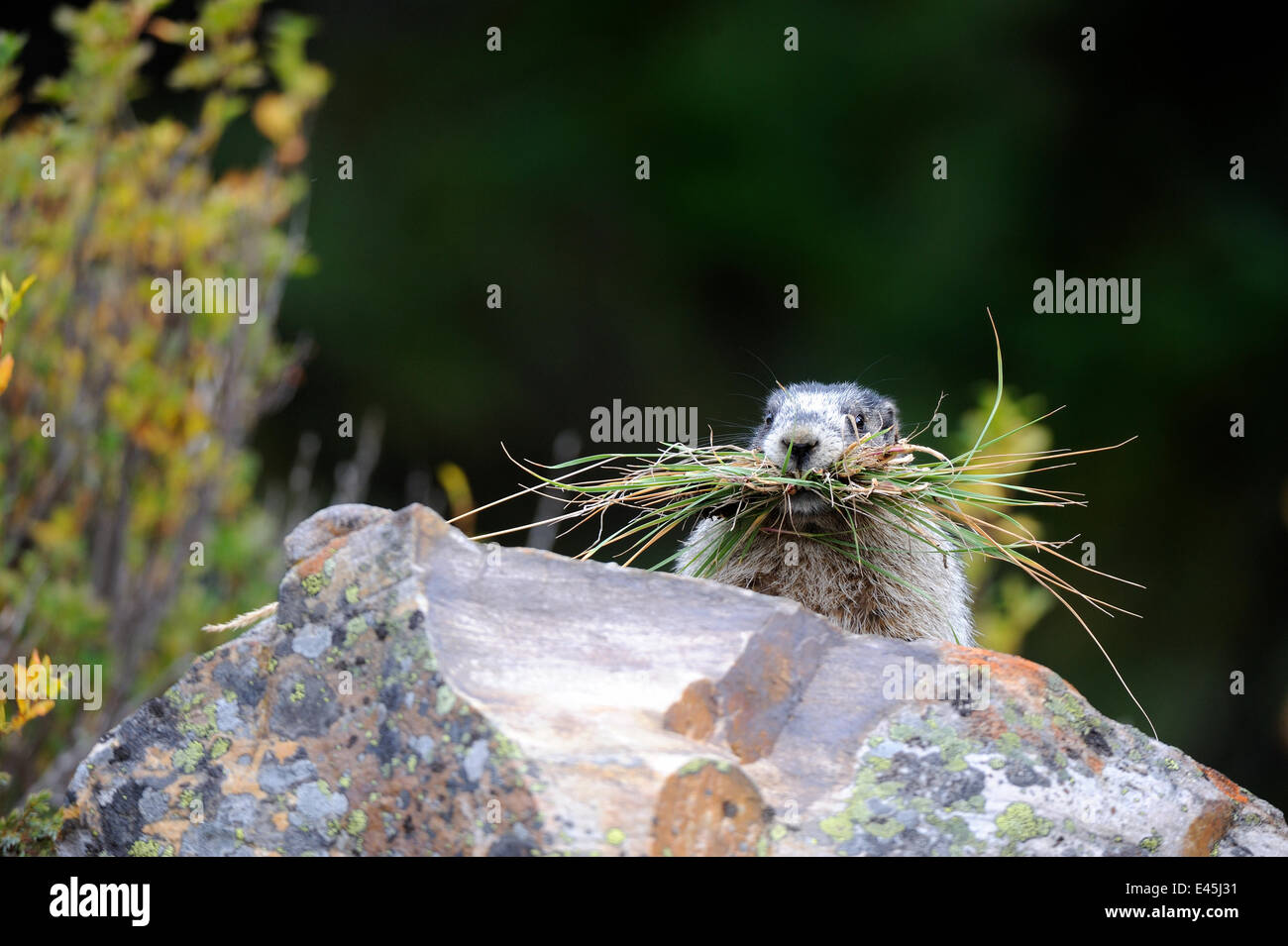 Hoary marmot (Marmotta caligata) carrying grass to build nest, Banff ...