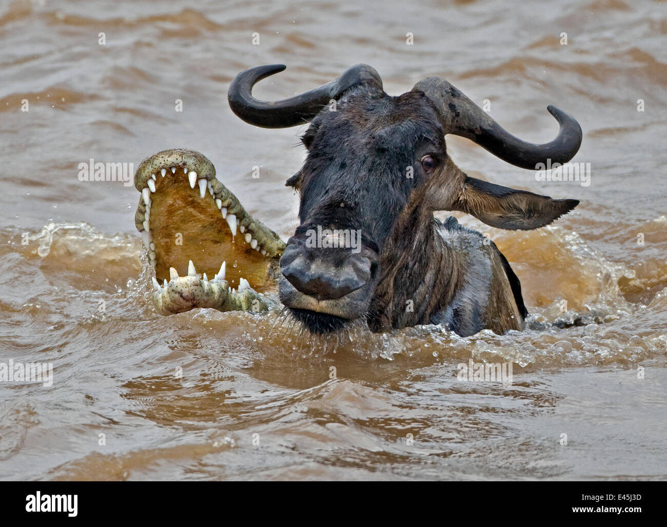 Two horned animal heads hi-res stock photography and images - Alamy