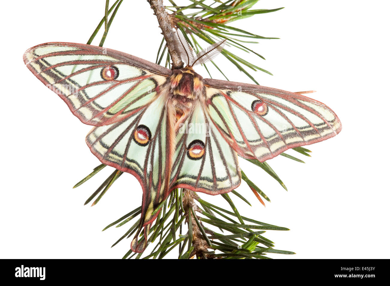 Spanish moon moths hi-res stock photography and images - Alamy
