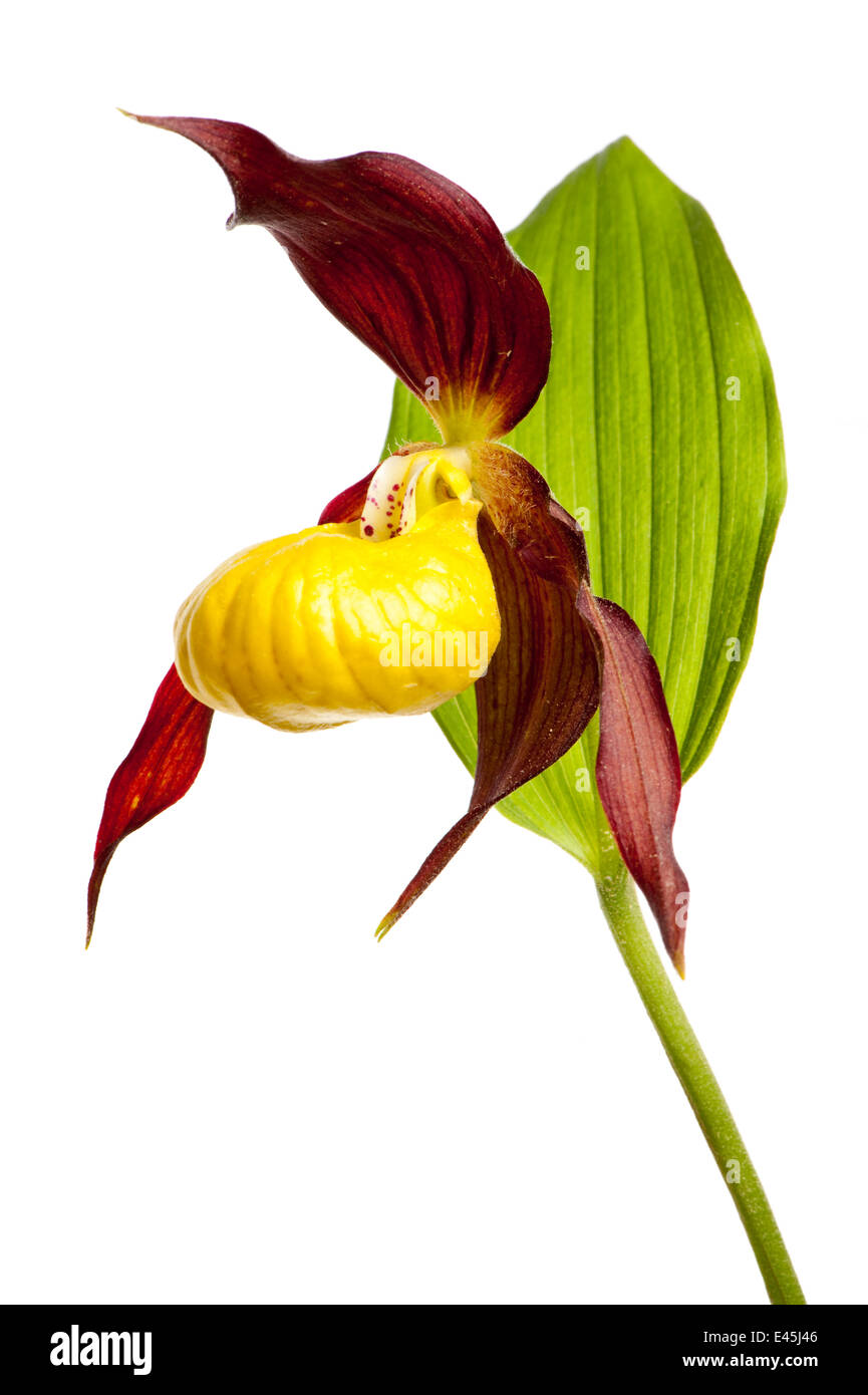 Yellow lady’s slipper orchid (Cypripedium calceolus) flower, Queyras ...