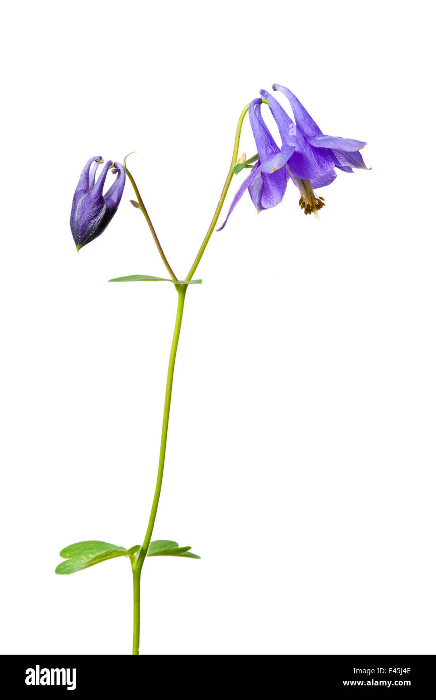 Wild columbine (Aquilegia vulgaris) in flower, Queyras Natural Park ...