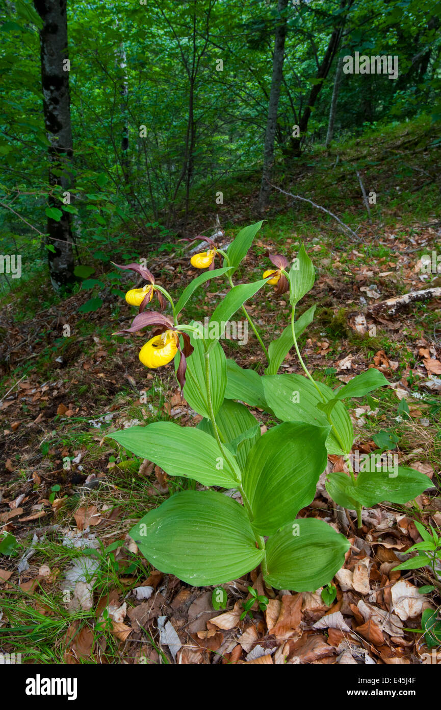 Yellow lady’s slipper orchids (Cypripedium calceolus) in flower ...