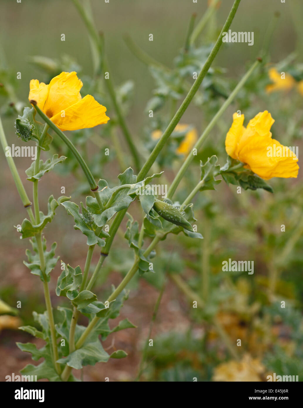 Horned poppy hi-res stock photography and images - Alamy