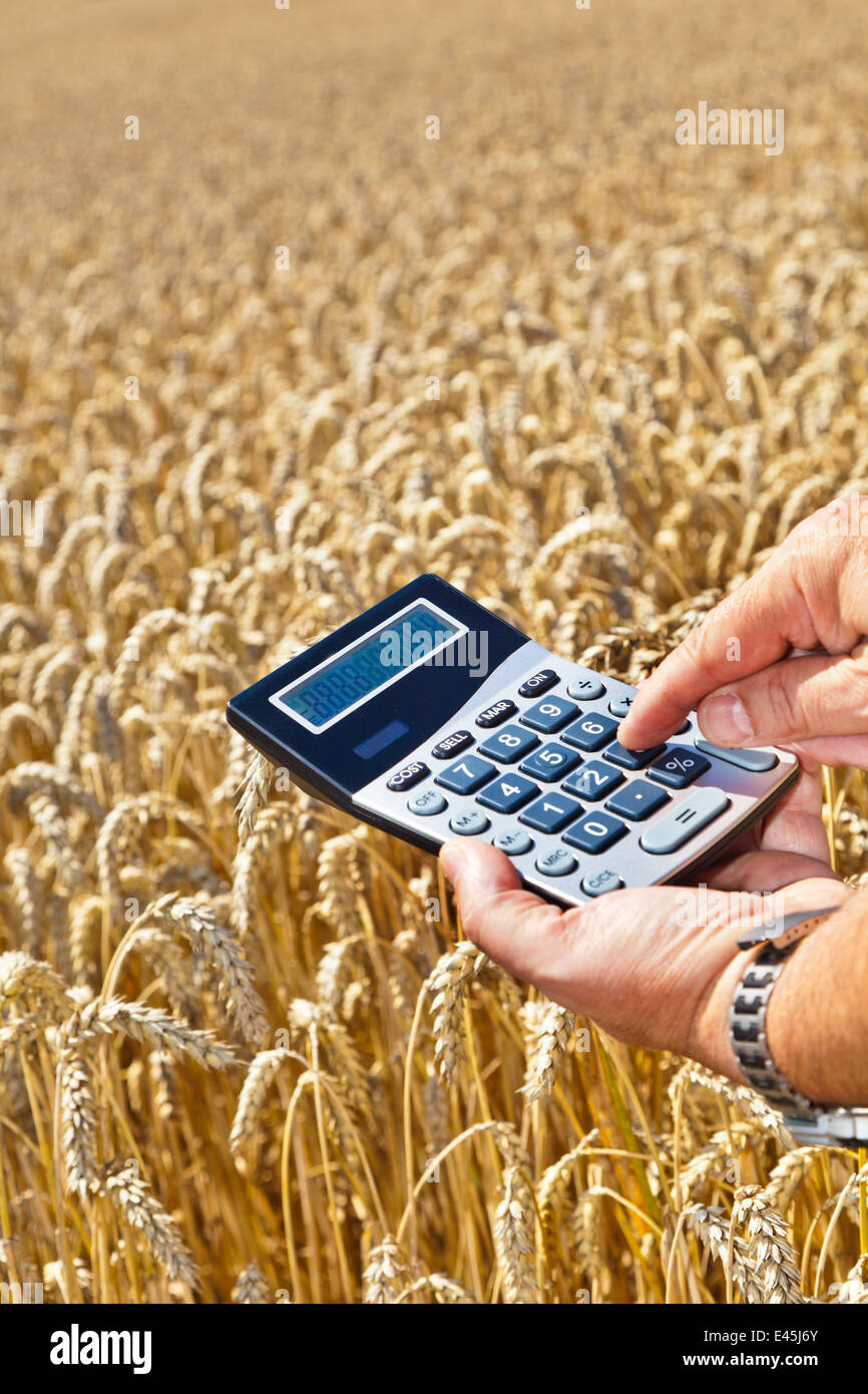 A farmer with a calculator on crop field. Subsidies in agriculture ...