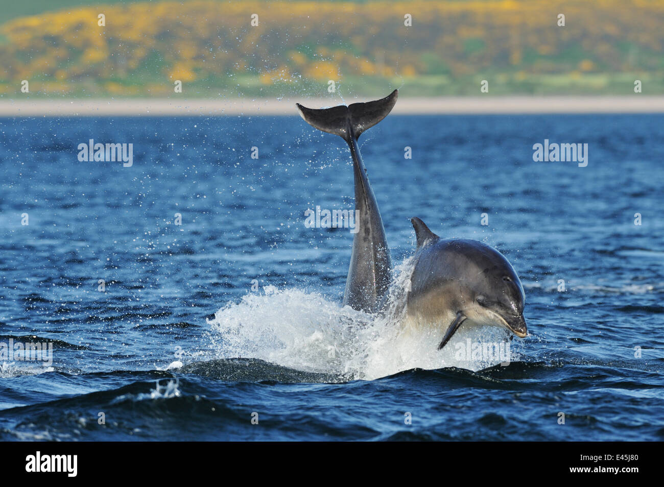 One dolphins hi-res stock photography and images - Alamy