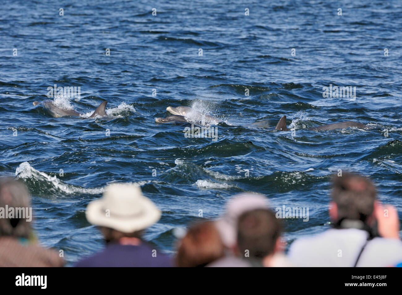 Dolphin watching uk person hi-res stock photography and images - Alamy
